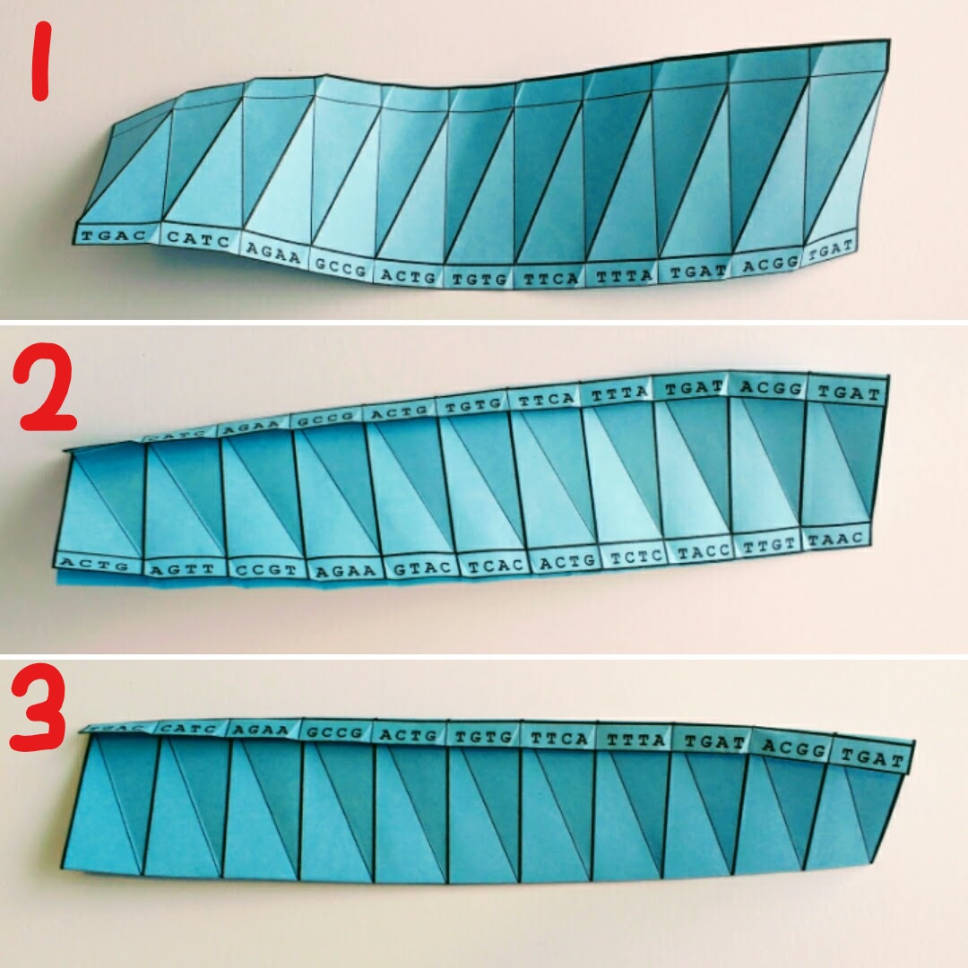 Dna Origami Emily Suvada